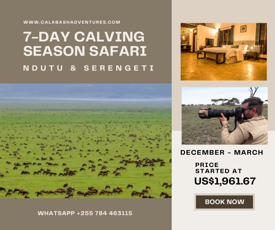 7-Day Serengeti & Ndutu Calving Season Safari Tour